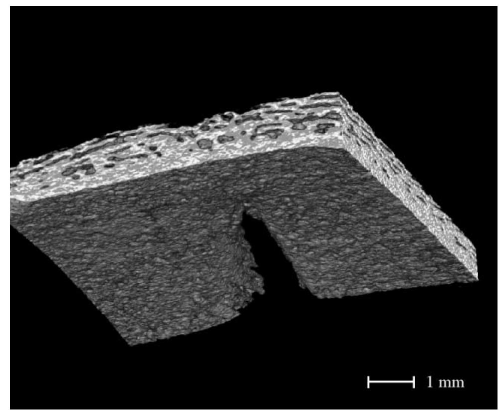Low-power view of the site of micro-ct scan of the fused