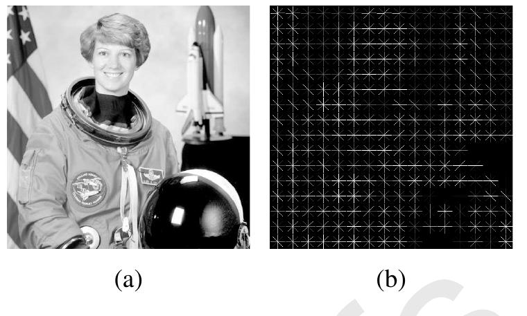 Illustration of hog method. (a) the original photo of an