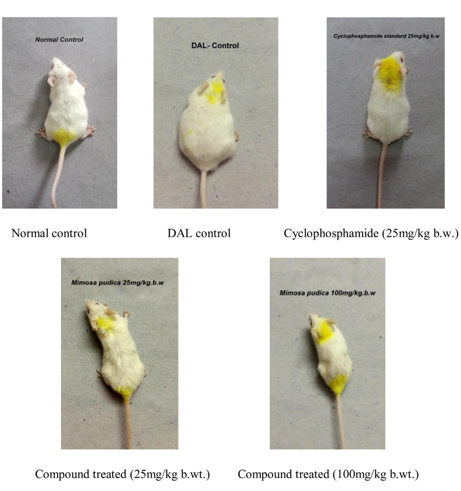 Comparative morphology of normal control mice, dal control