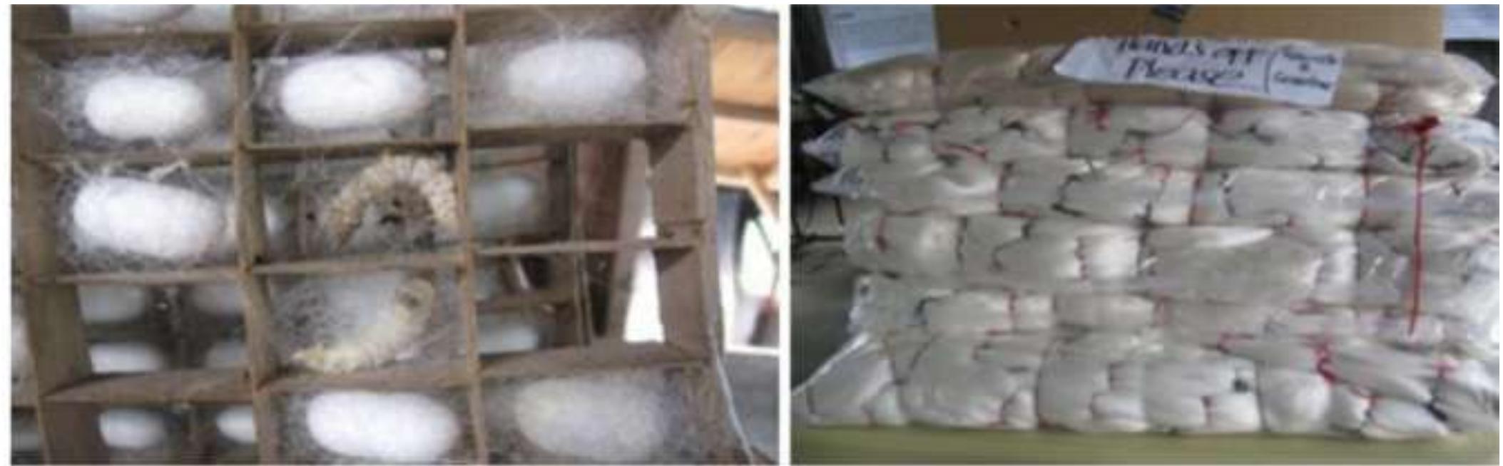 A) the cocoon mounted at the cocooning box and b) the