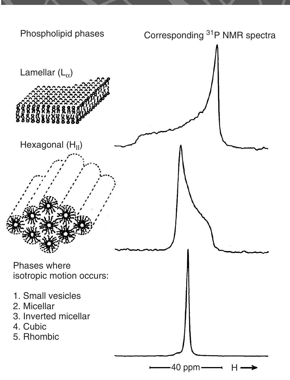3'p-nmr spectra in various membrane phases. (from reference
