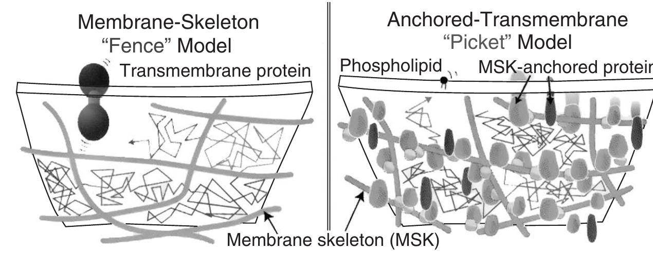 Membrane skeleton fence and anchored transmembrane picket