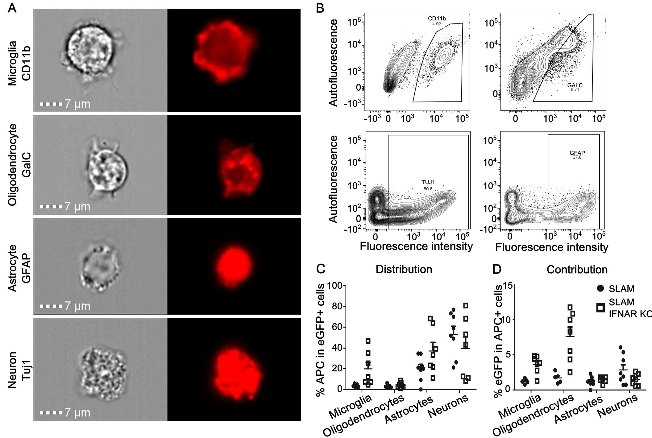 Flow cytometry analysis of cell permissiveness to mev