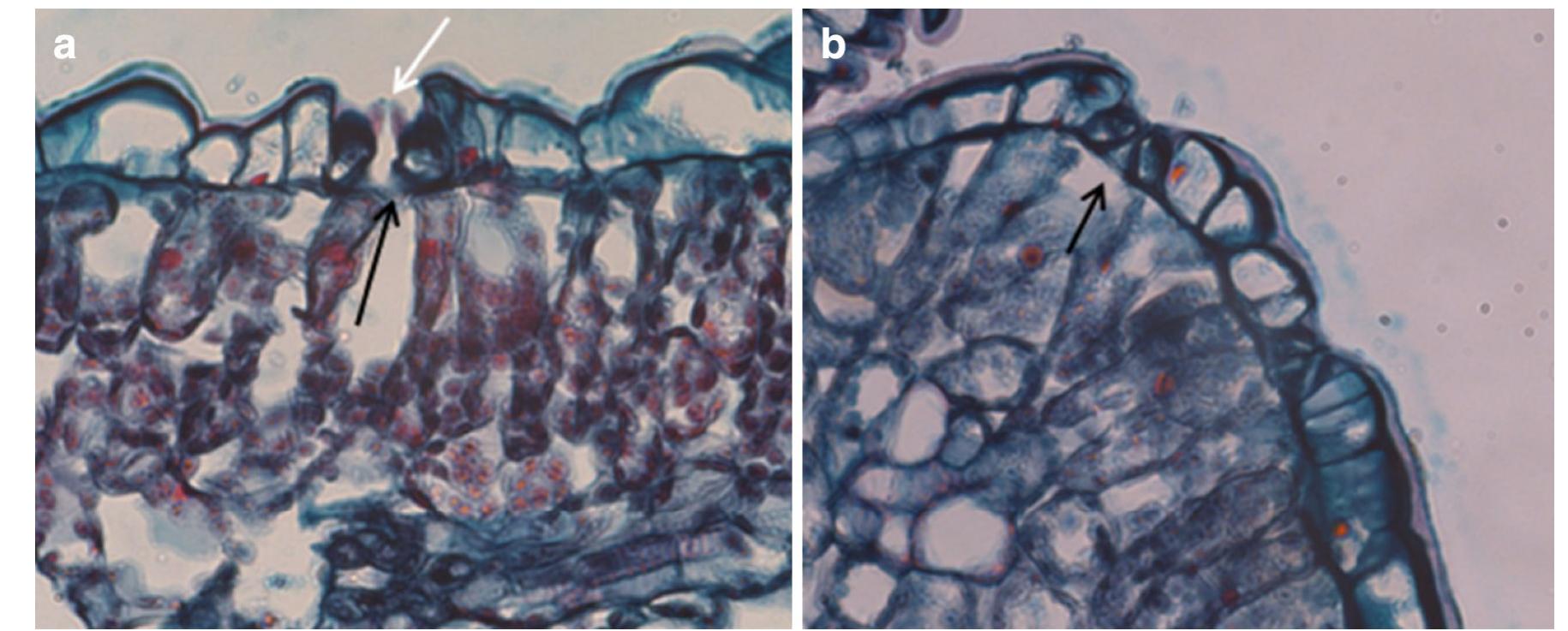 Figure 2 - from Biodiversity of Italian Tamarix spp.