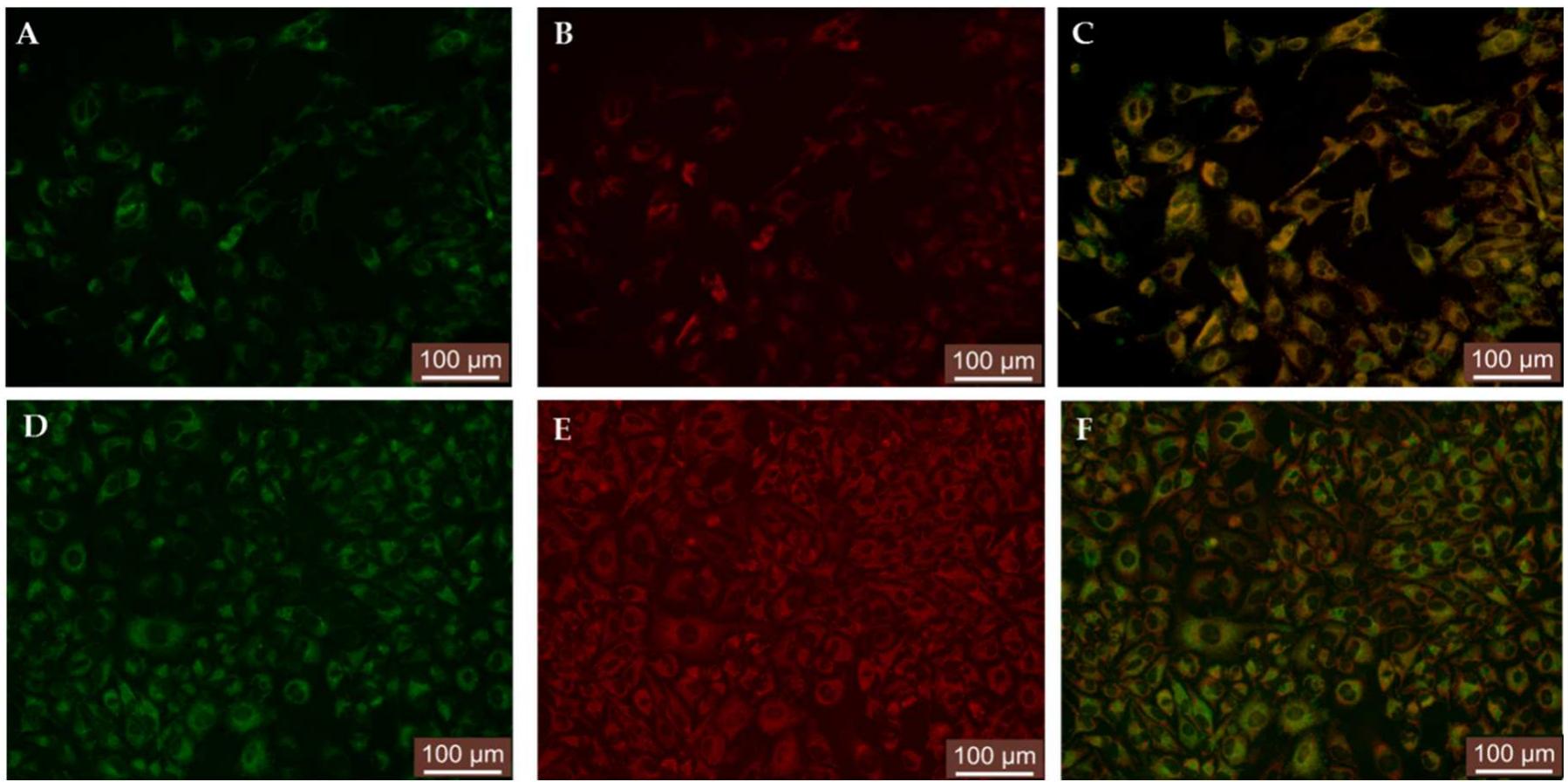 Examples of images for intracellular distribution of