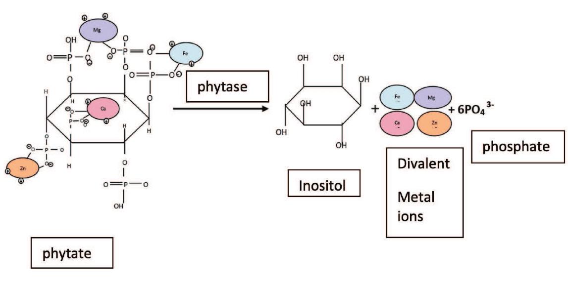 Schematic representation of phytate hydrolysis in catalytic
