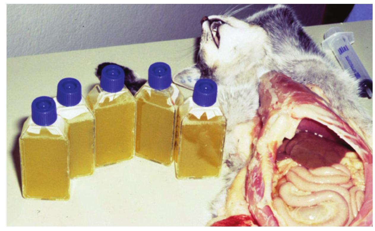 Effusive form of feline infectious peritonitis showing the