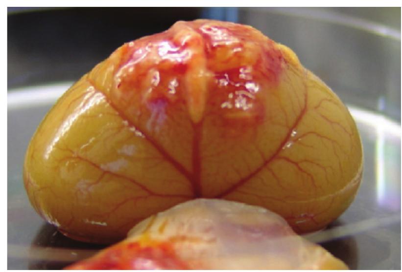 Vasculitis and granulomatous lesions on the kidneys of a cat
