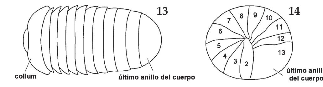 Nota: en glomerida y sphaerotheriida, el collum es muy pe-