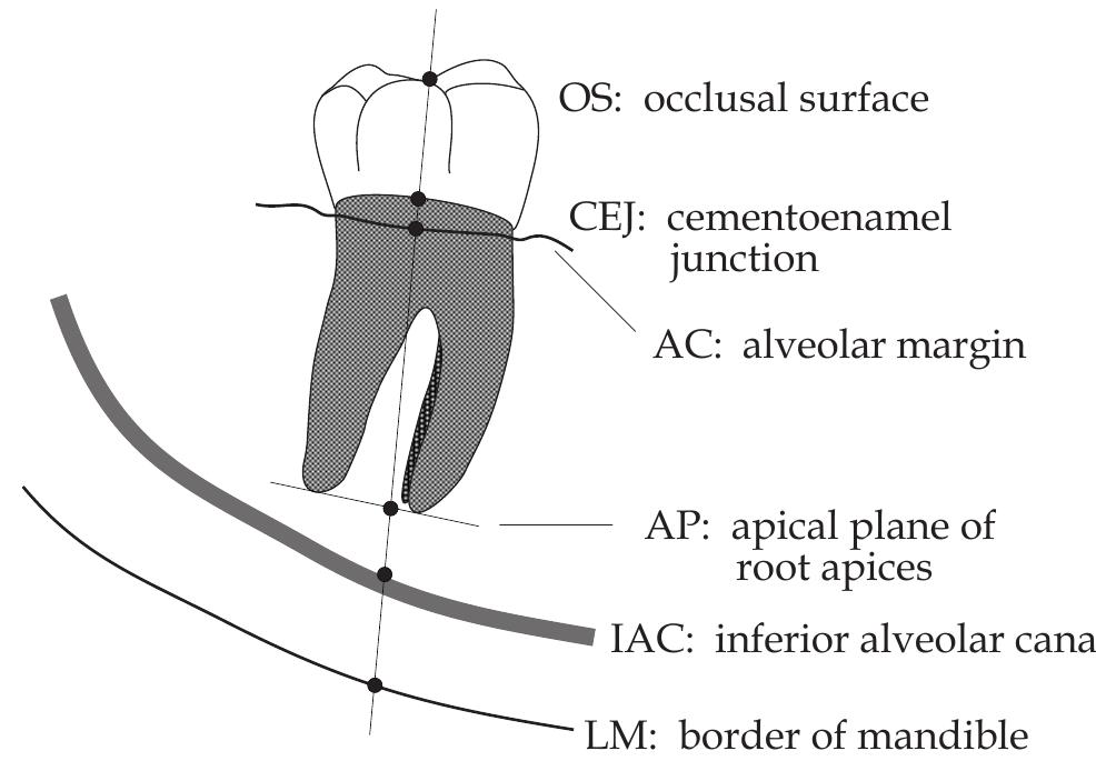 Diagram showing t digitized for each mandibular molar. the