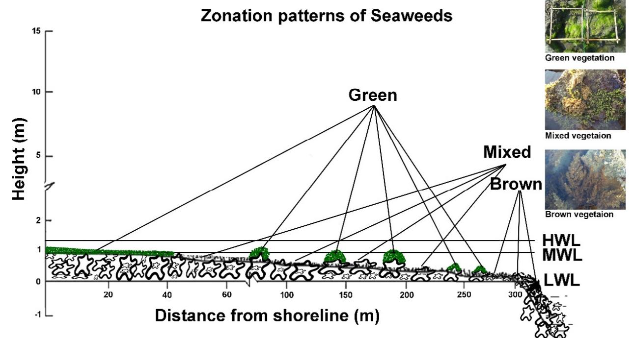 Schematic diagram of zonation pattern of the seaweed