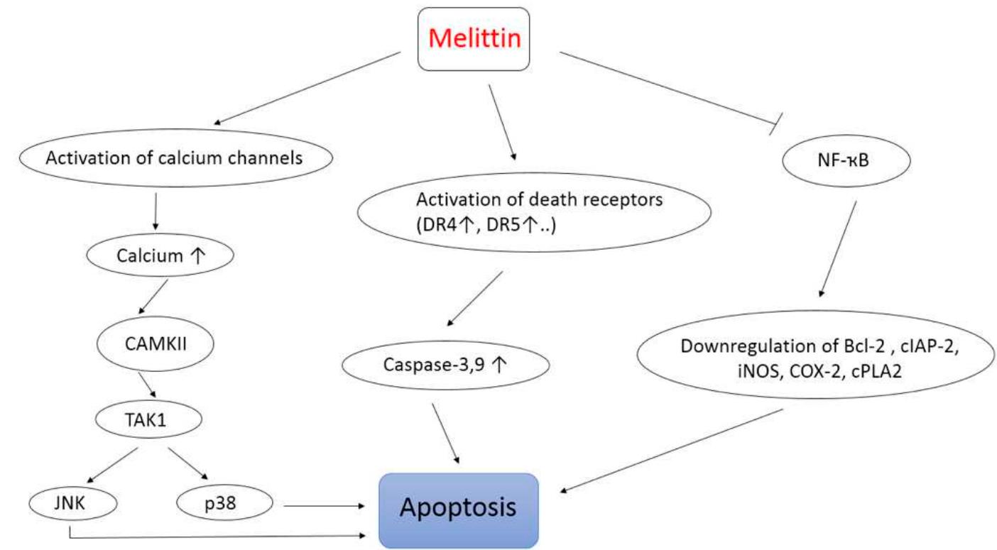 Schematic drawing of main mechanisms of action of melittin