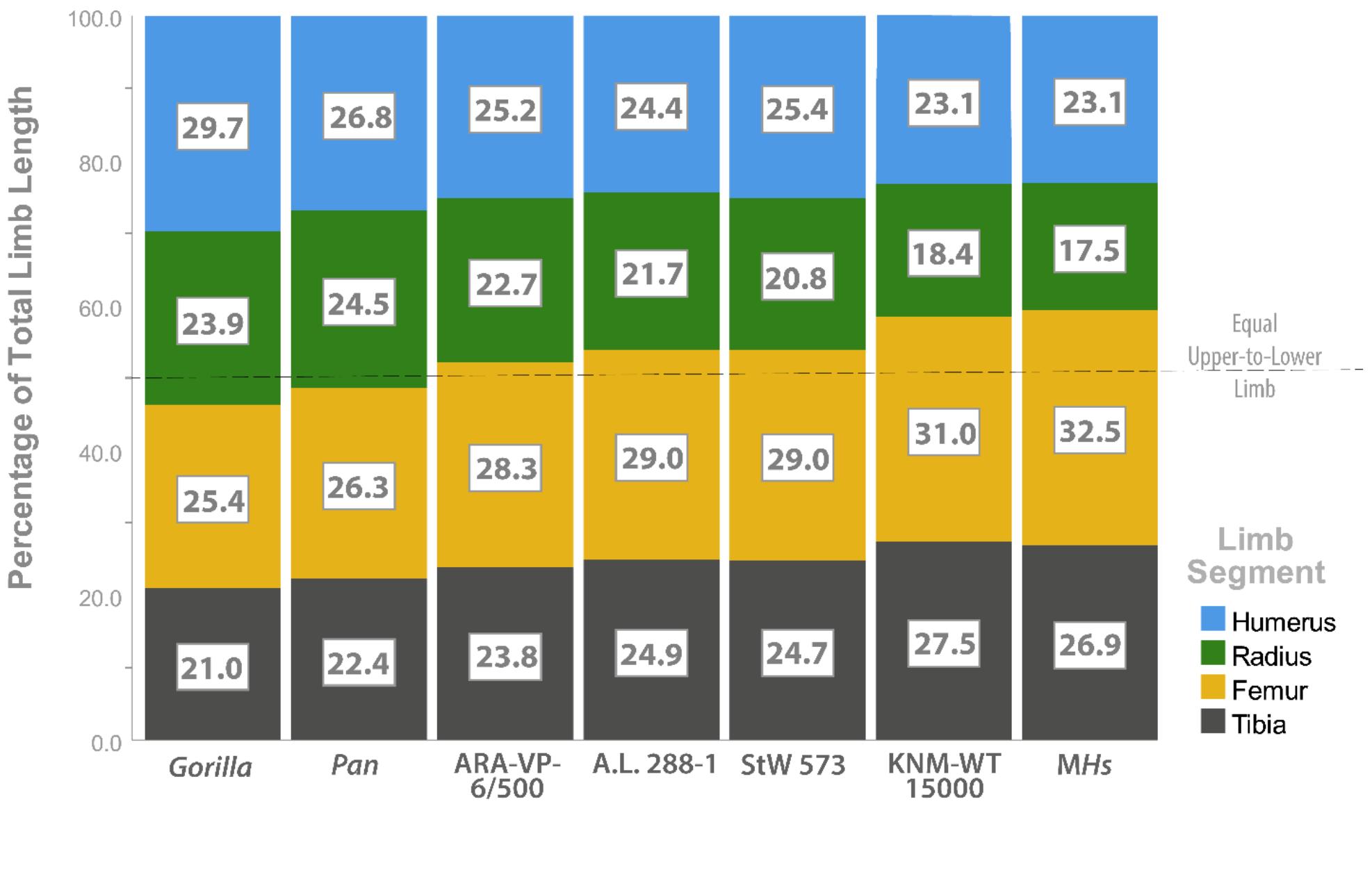 Figure 16 - The Long Limb Bones of the StW 573