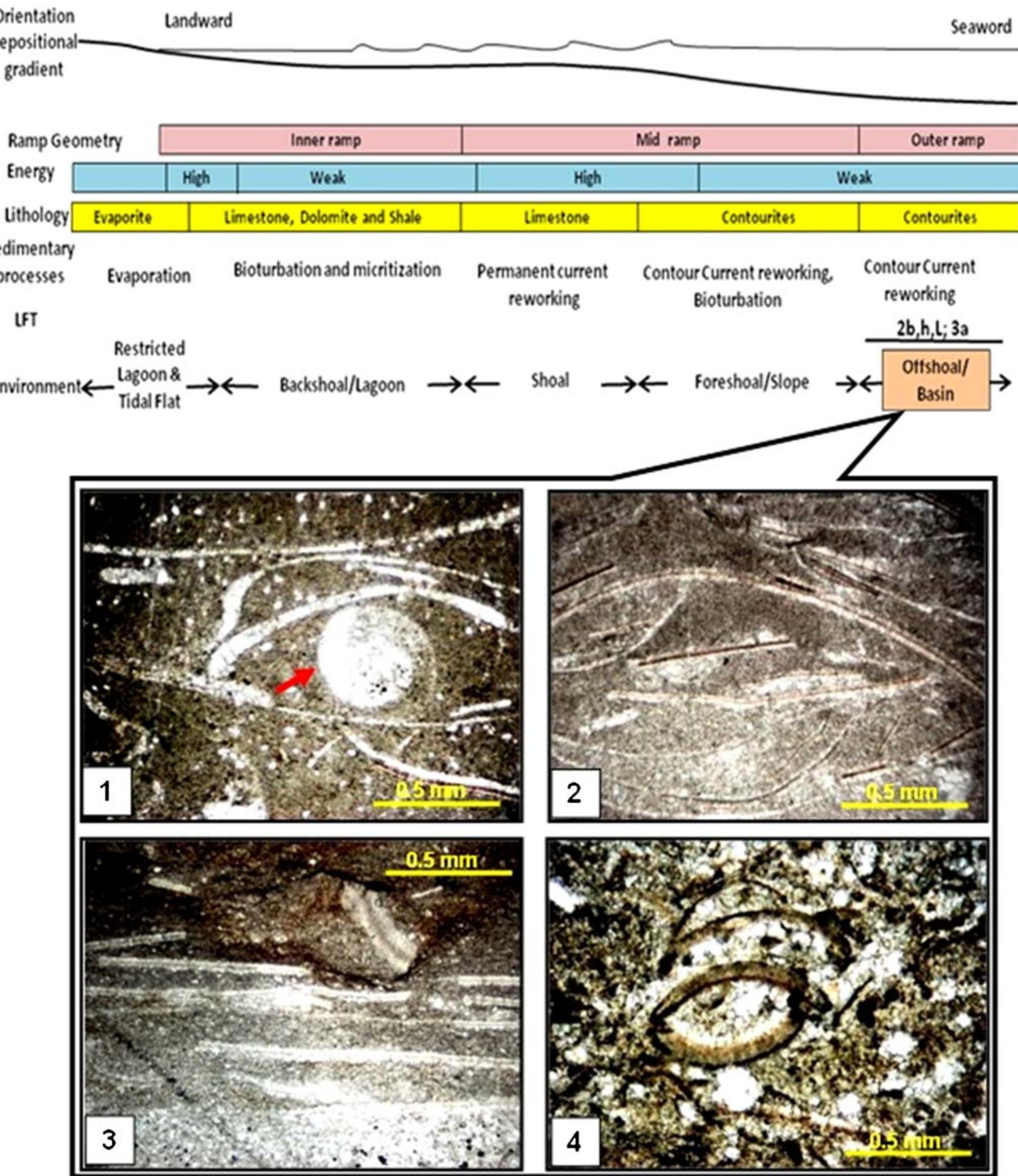 Offshoal/basinal facies model and their lithofacies types.