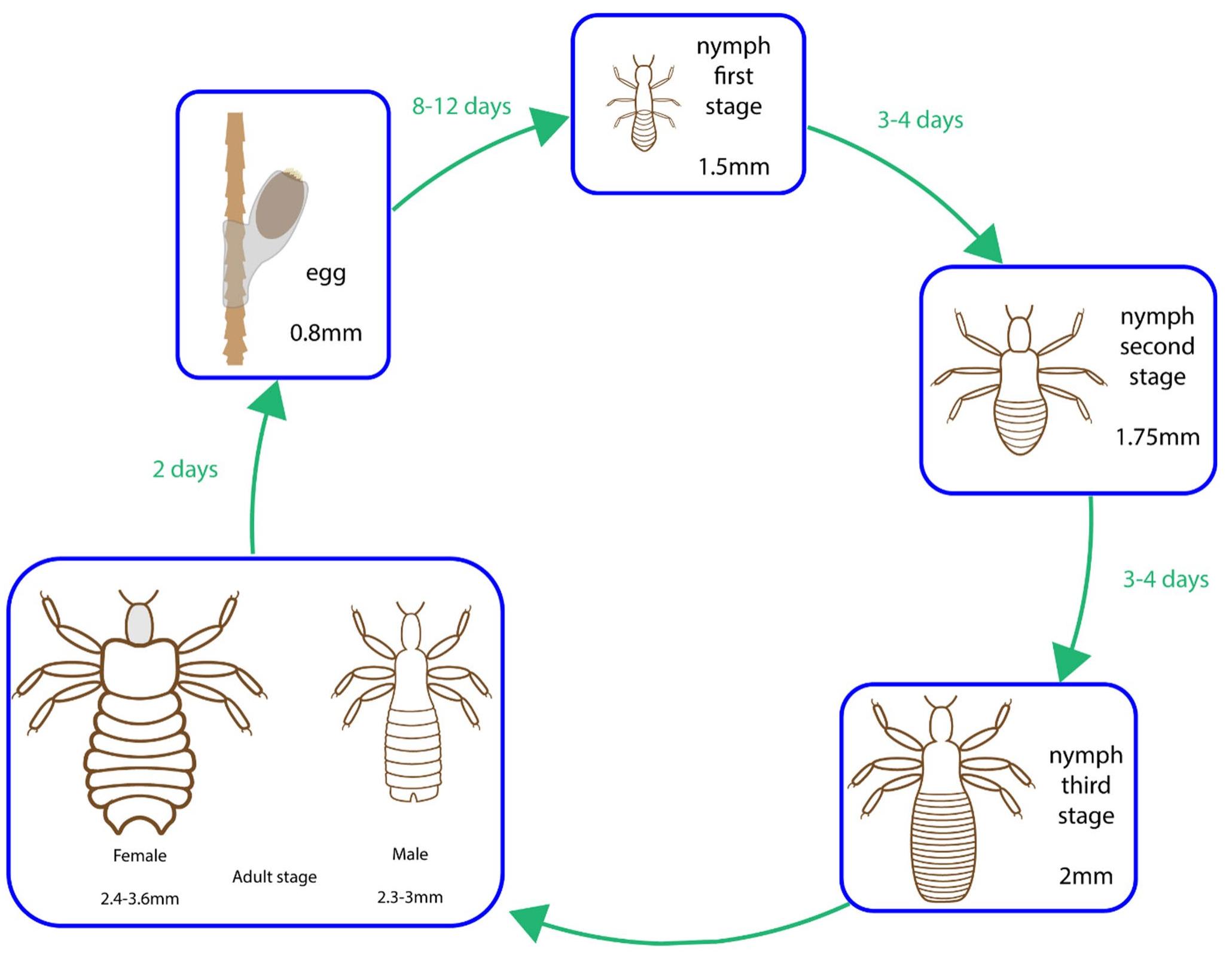 The life cycle of pediculus humanus var. capitis.