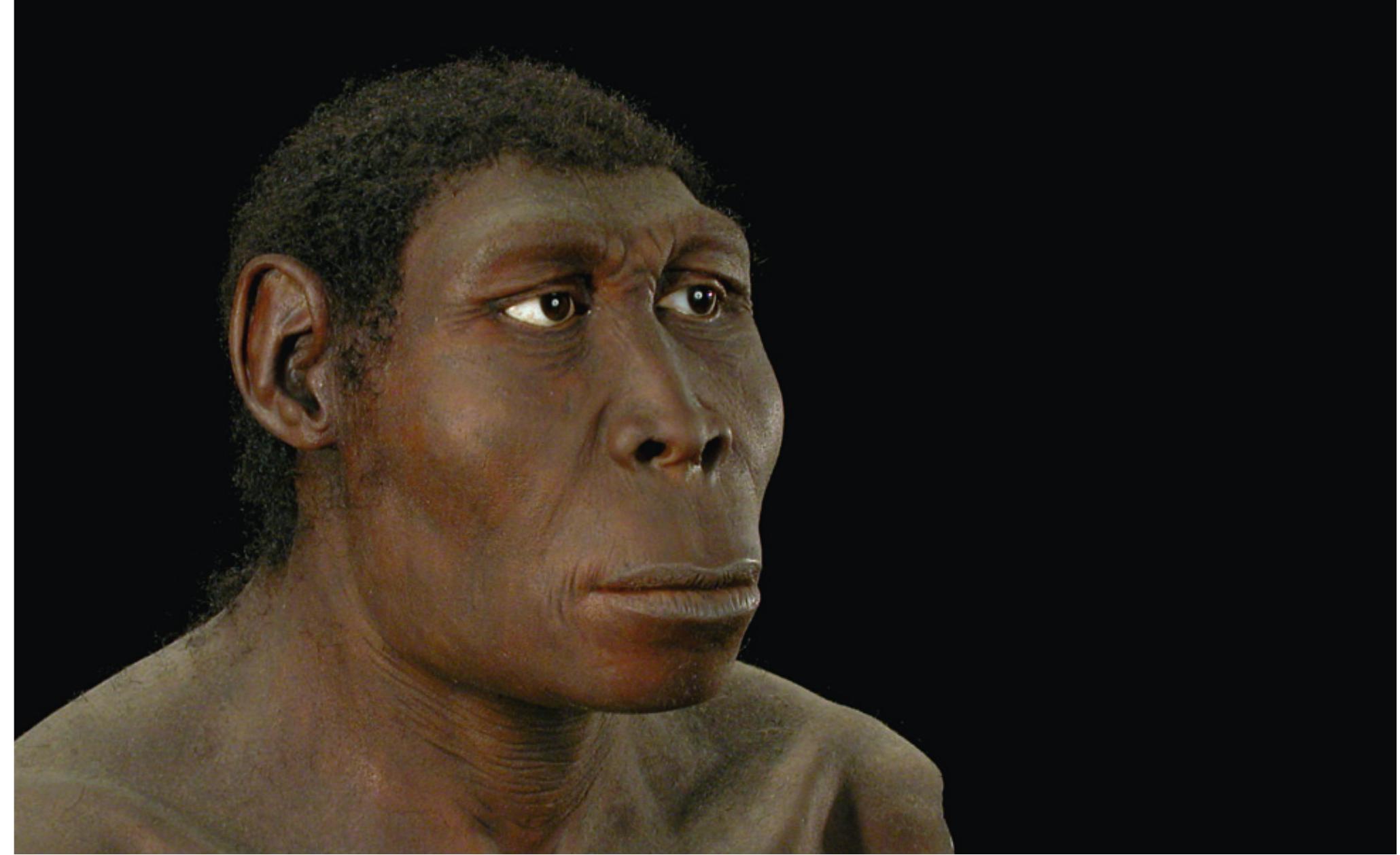 5 facial reconstruction of a homo erectus. cutting edge
