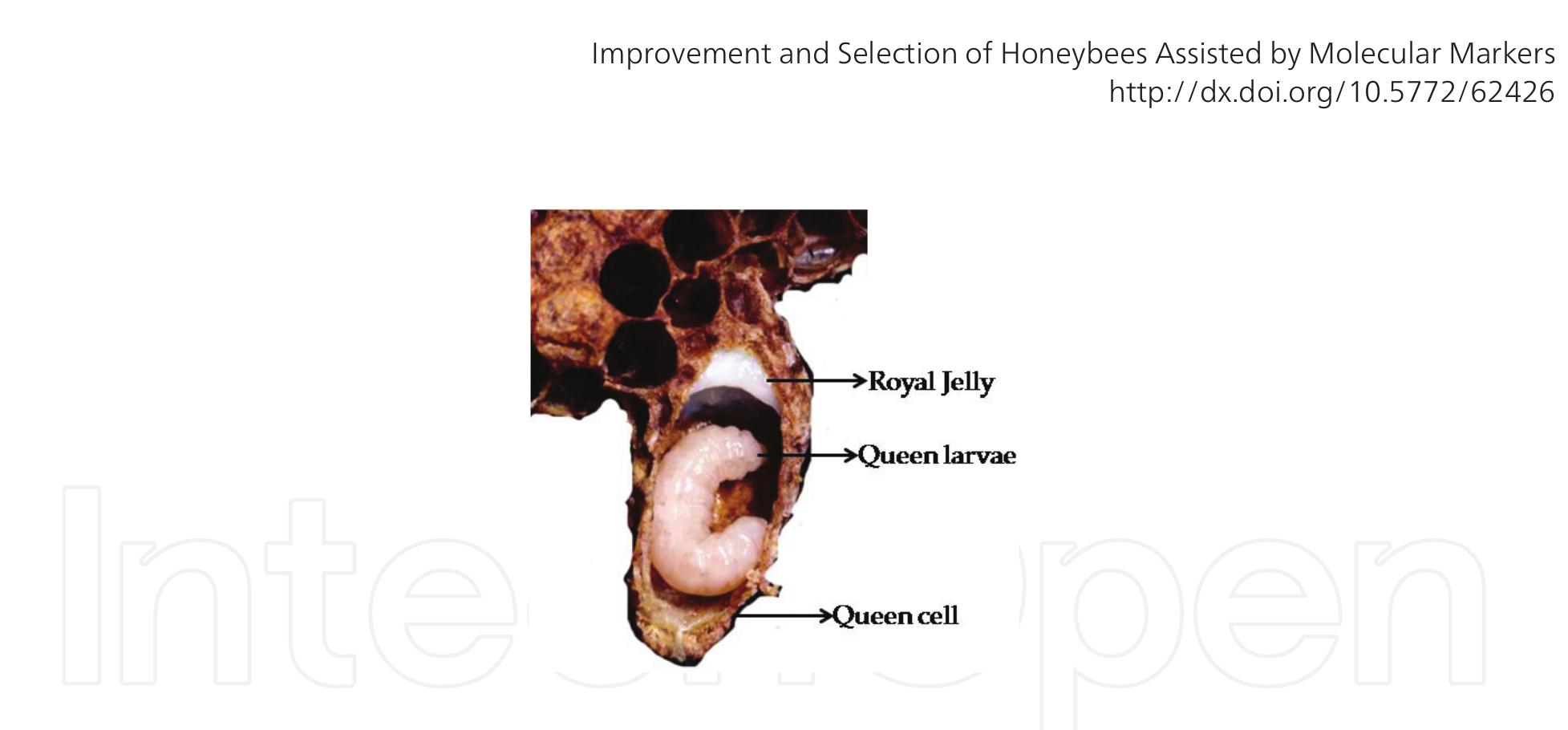 Queen cell with queen larvae of a. mellifera and royal