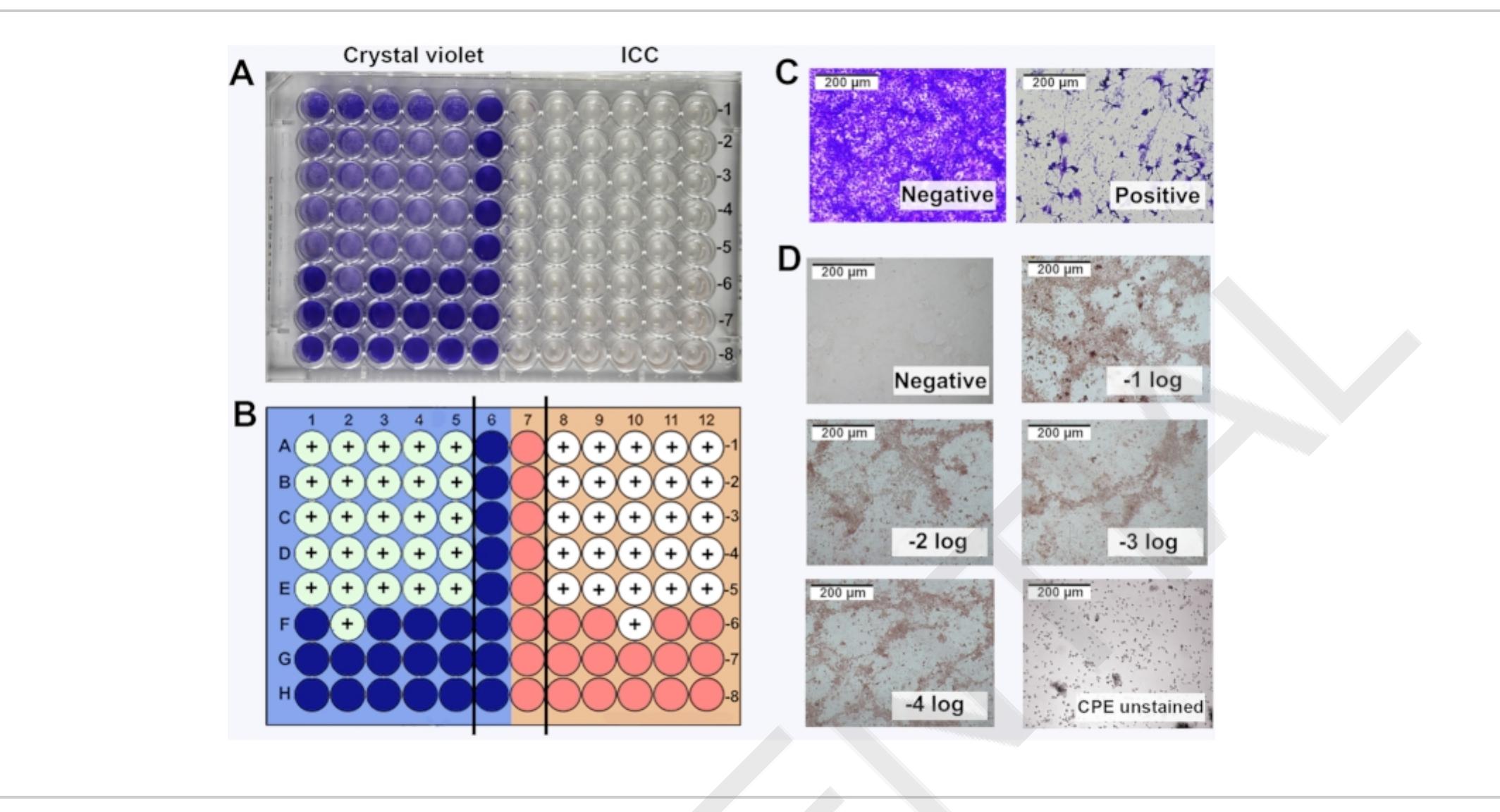Comparison of crystal violet staining and immunocytochemical