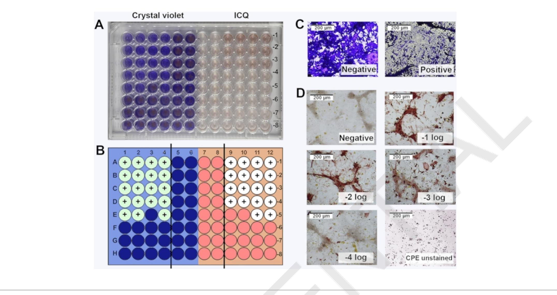 Comparison of crystal violet staining and immunocytochemical