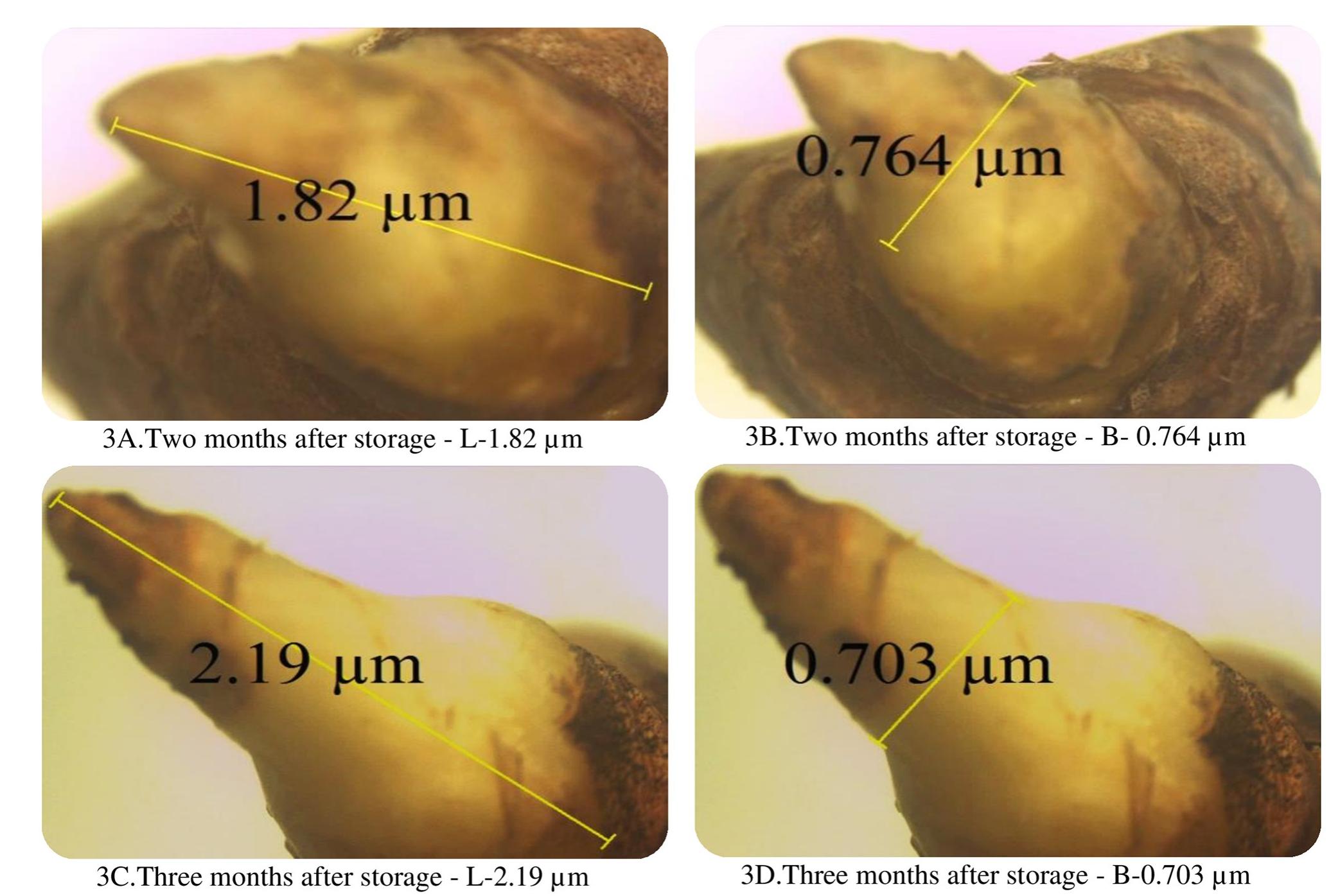 Later stages of bud development. a. two months after