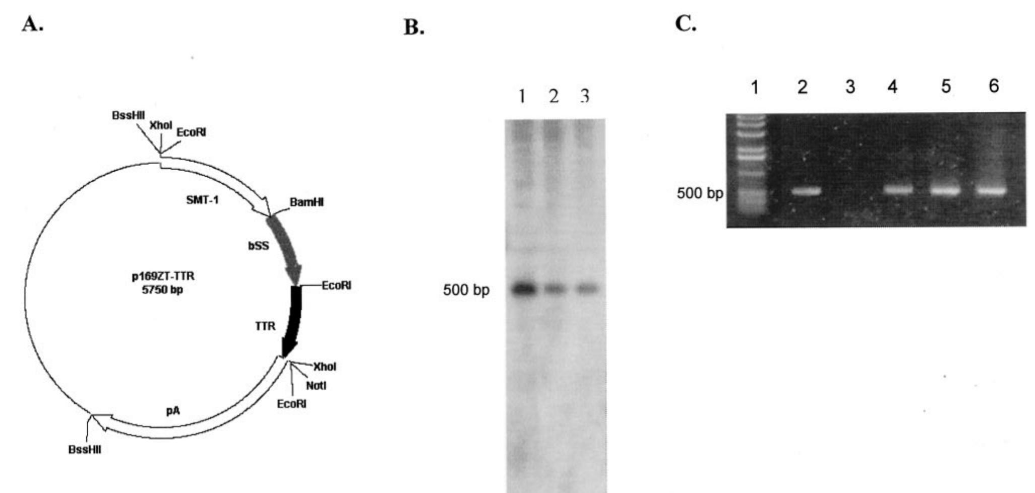 Transgenesis analysis. a: schematic representation of the