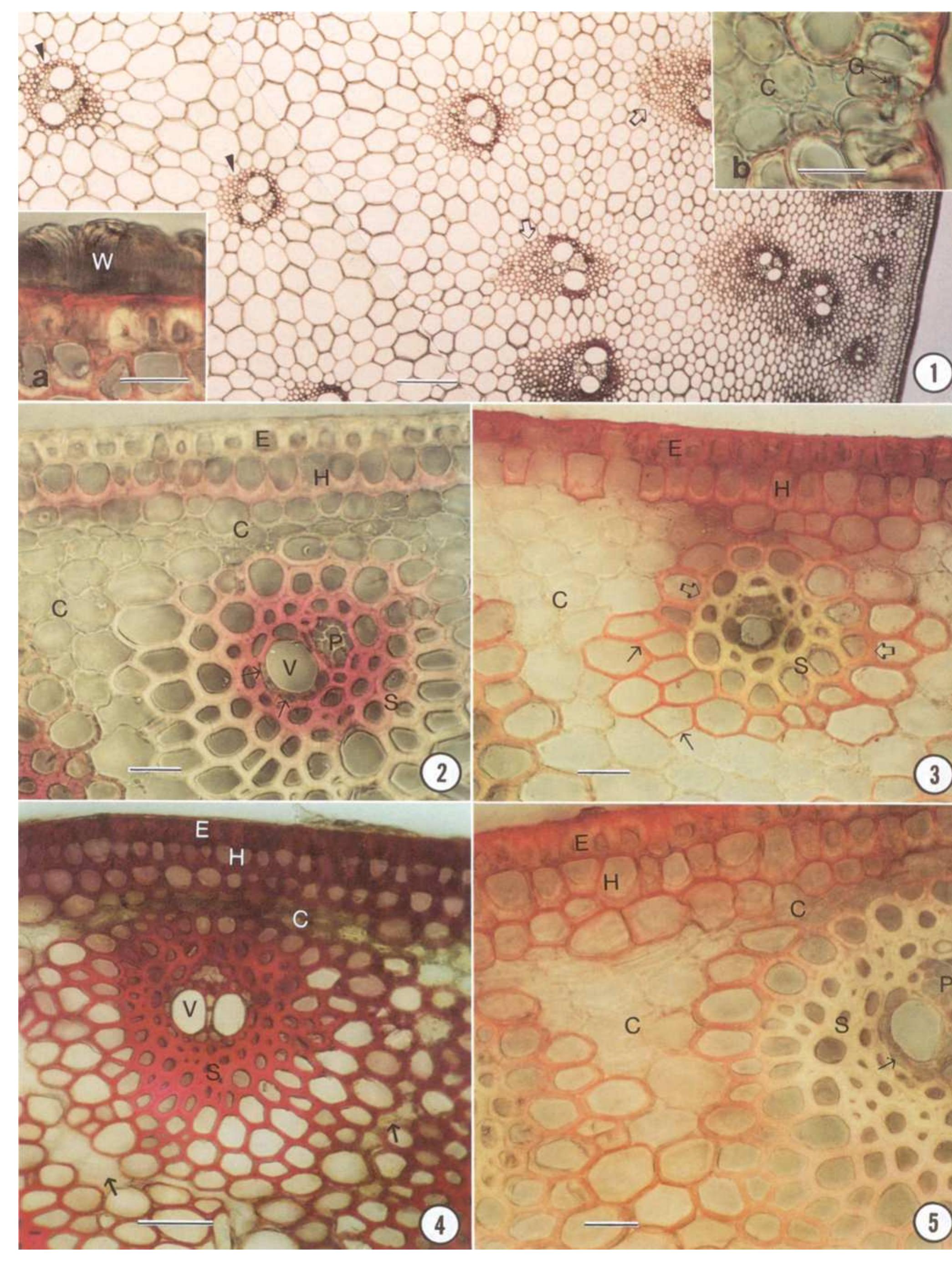 Renchyma (c), epidermis (e), guard cells {g), hypodermis
