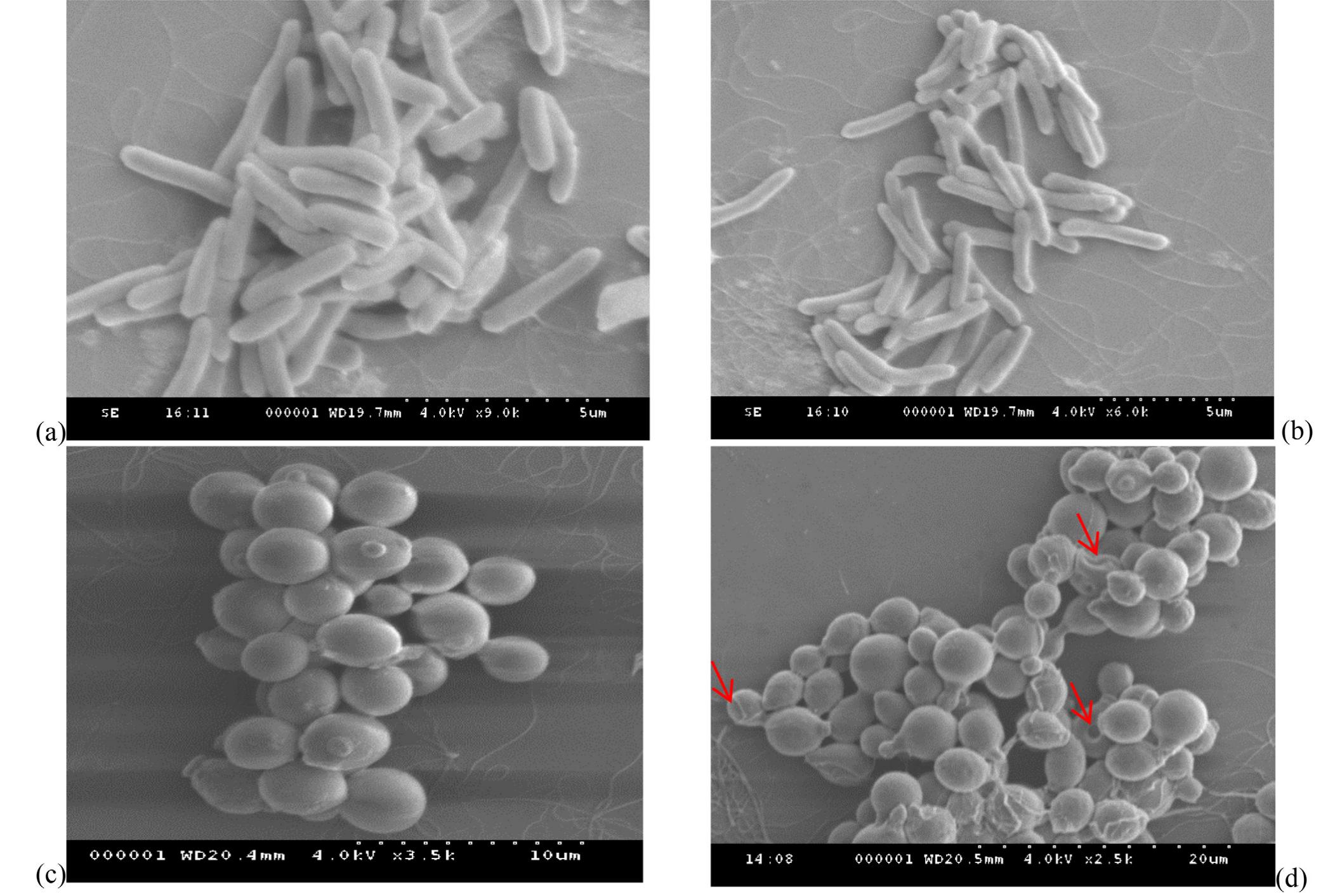 Sem images of (a) e. coli control cells; (b) treated e. coli