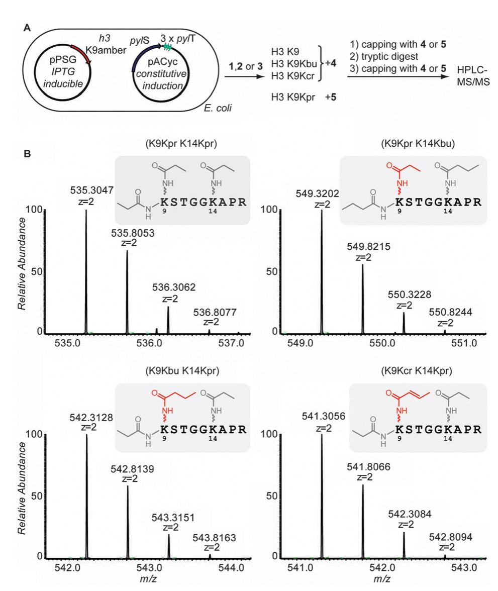 (a) schematic overview of the workflow: expression of the