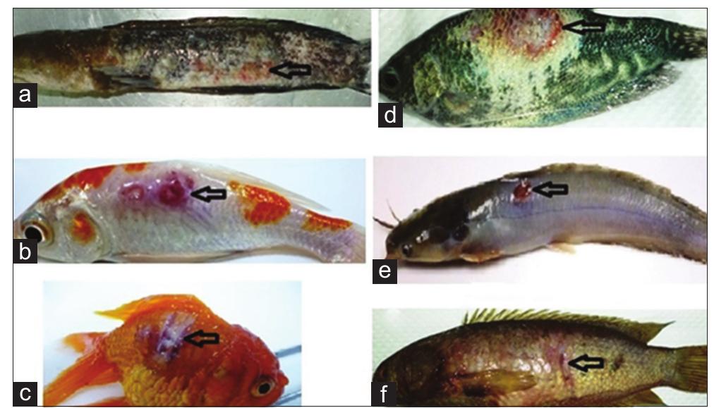 -3: epizootic ulcerative syndrome skin lesions (arrows) of