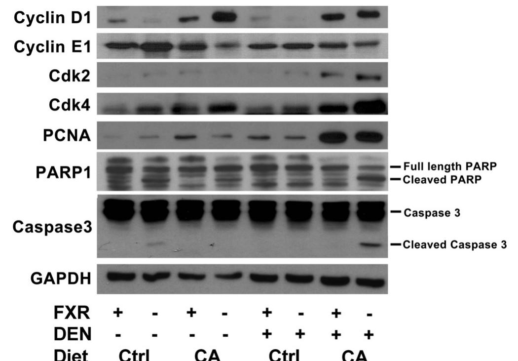 Western blot analysis of cell cycle-related proteins under