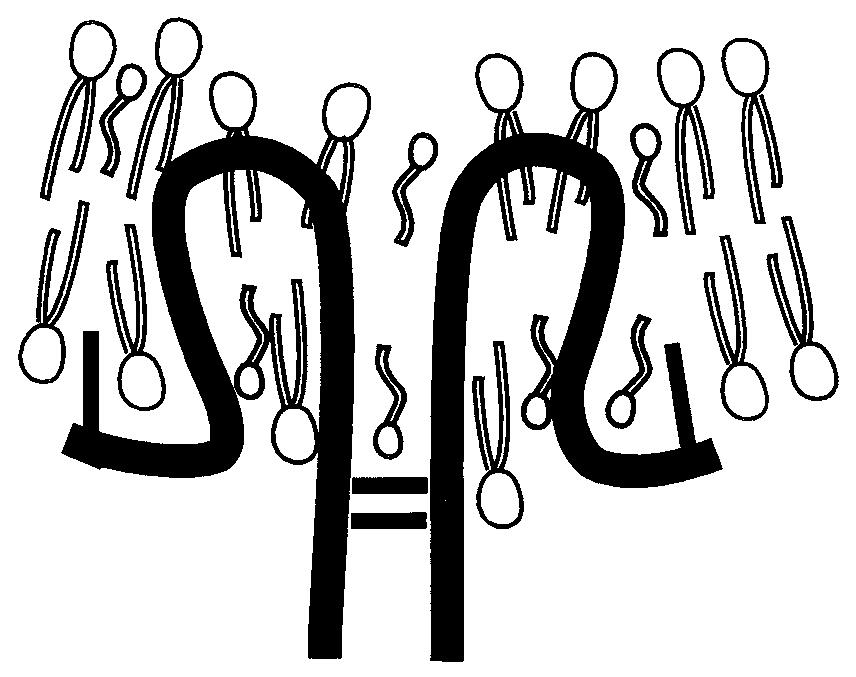 Ric. 12. schematic representation of structure of caveolin