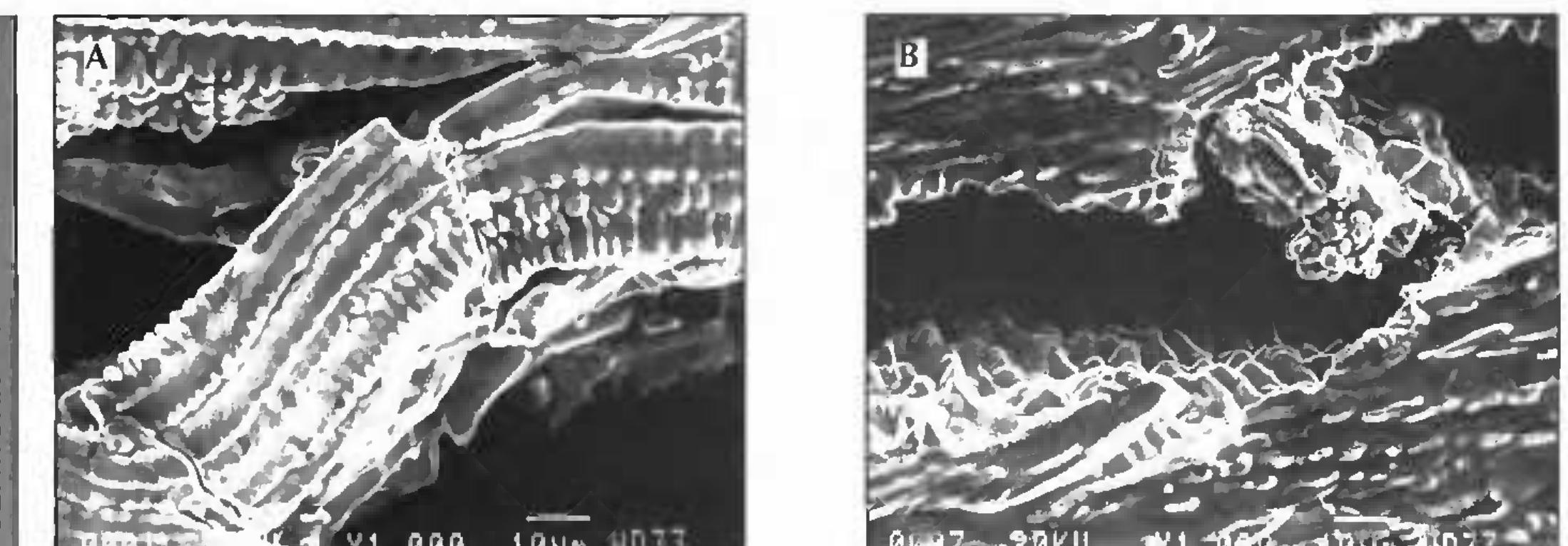 sem images of typical fusion zone crack morphology in