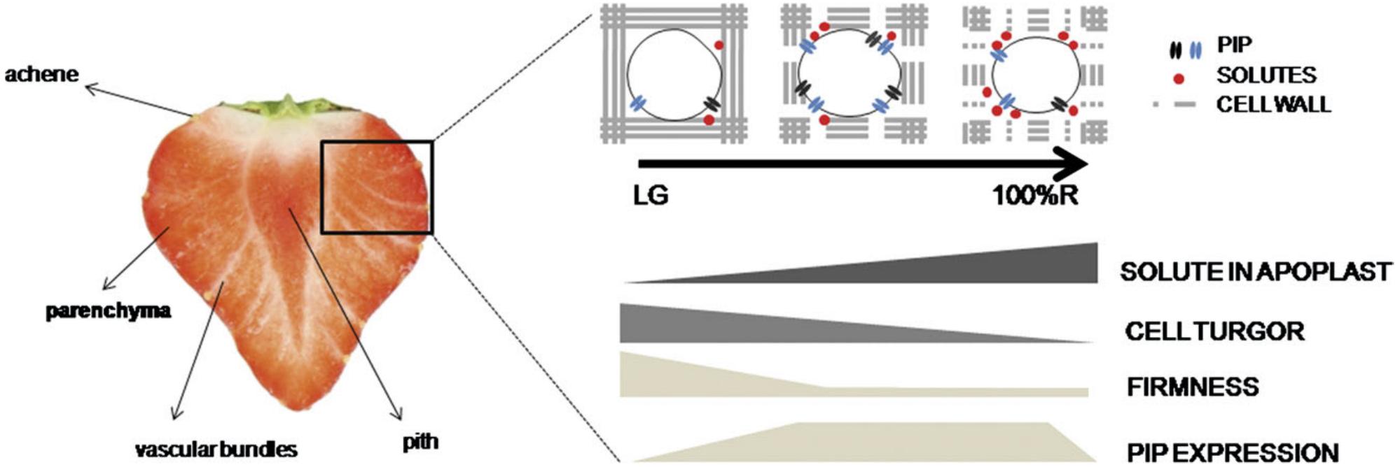 Hypothetical and schematic representation of the role of