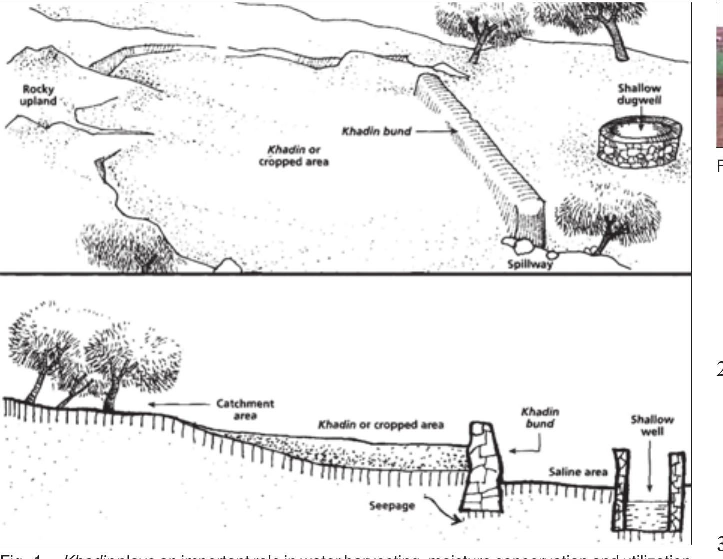 Figure 1 - Khadin system of runoff farming for crop