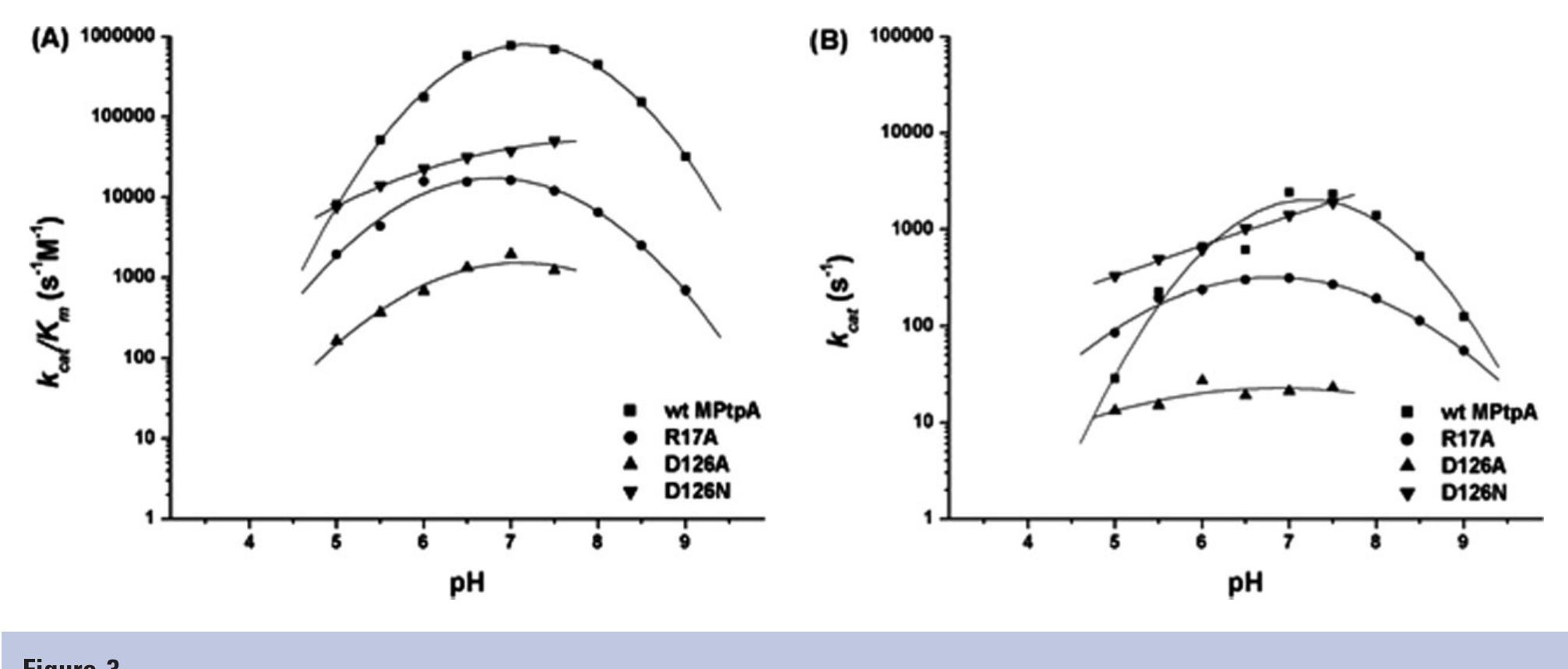 Effect of ph on kinetic parameters of wild-type and mutants