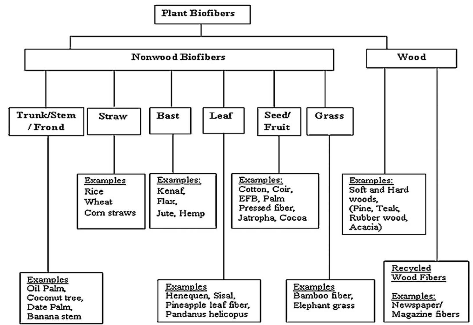Schematic representation of reinforcing biofibers