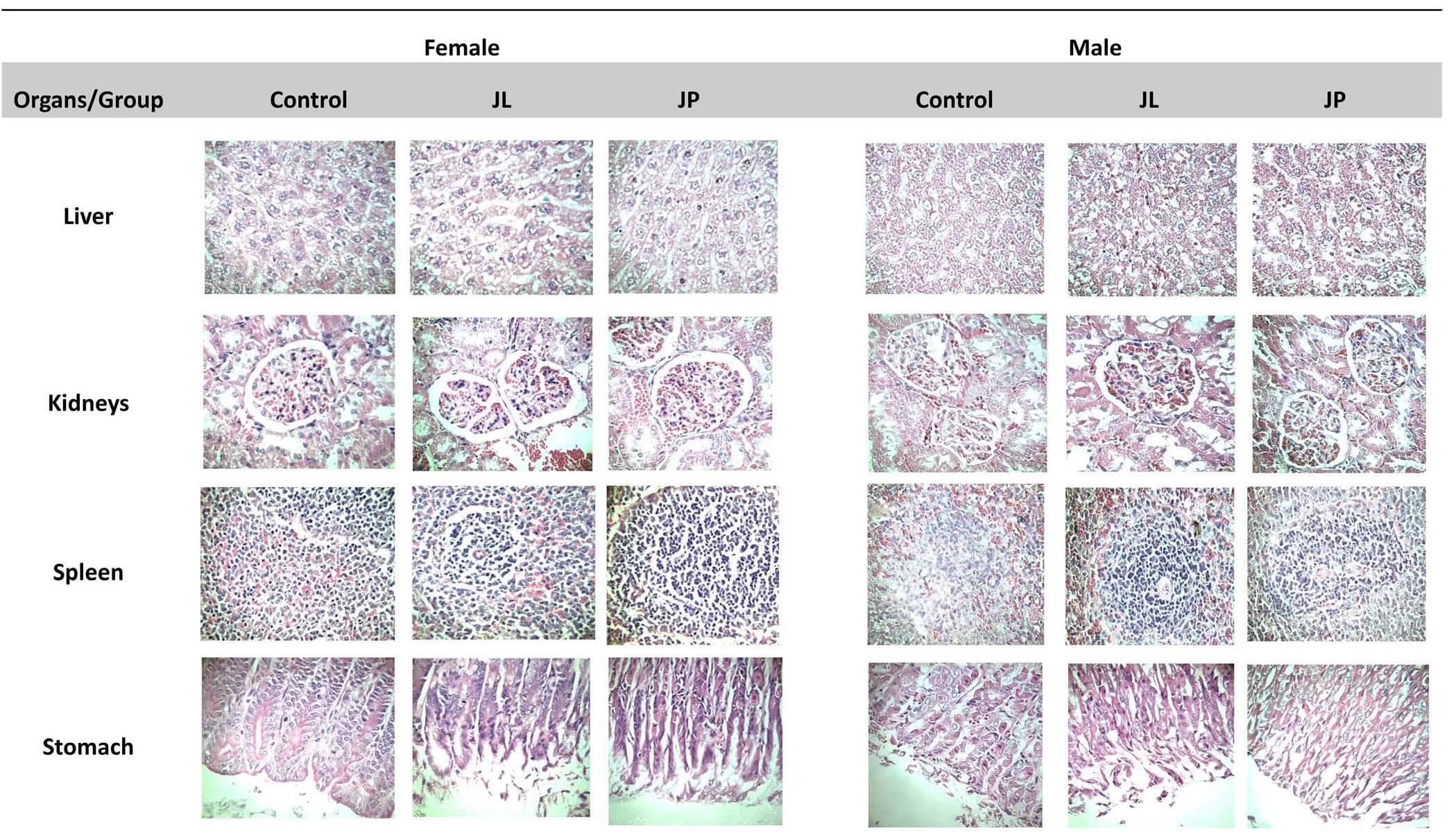 Histopathology assessment of the rat's organs (liver,
