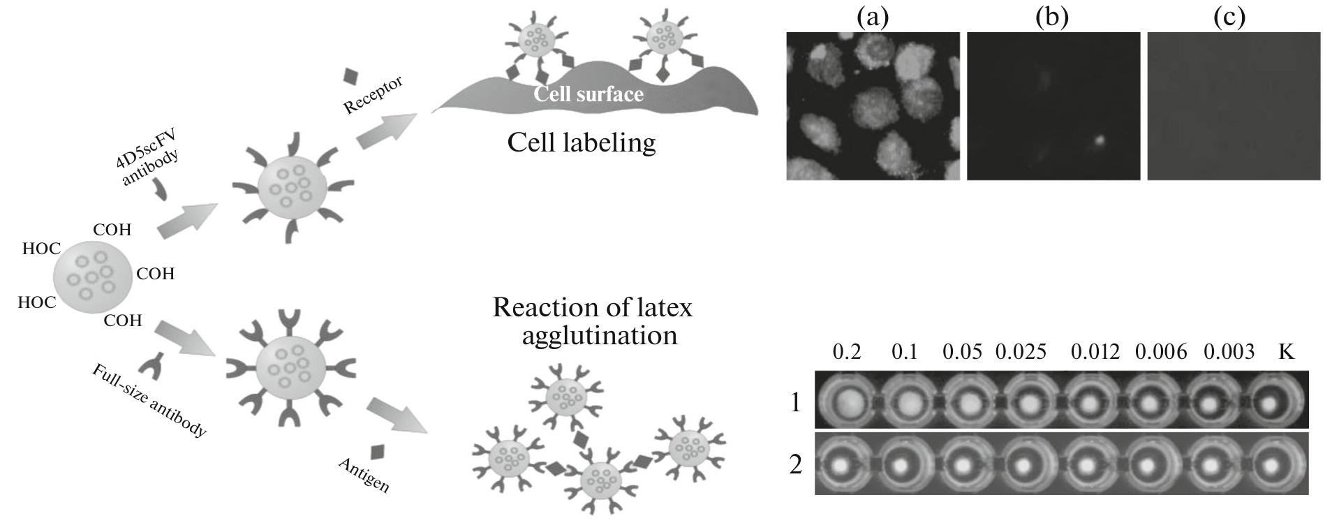 Scheme of the latex-agglutination reaction and cell labeling