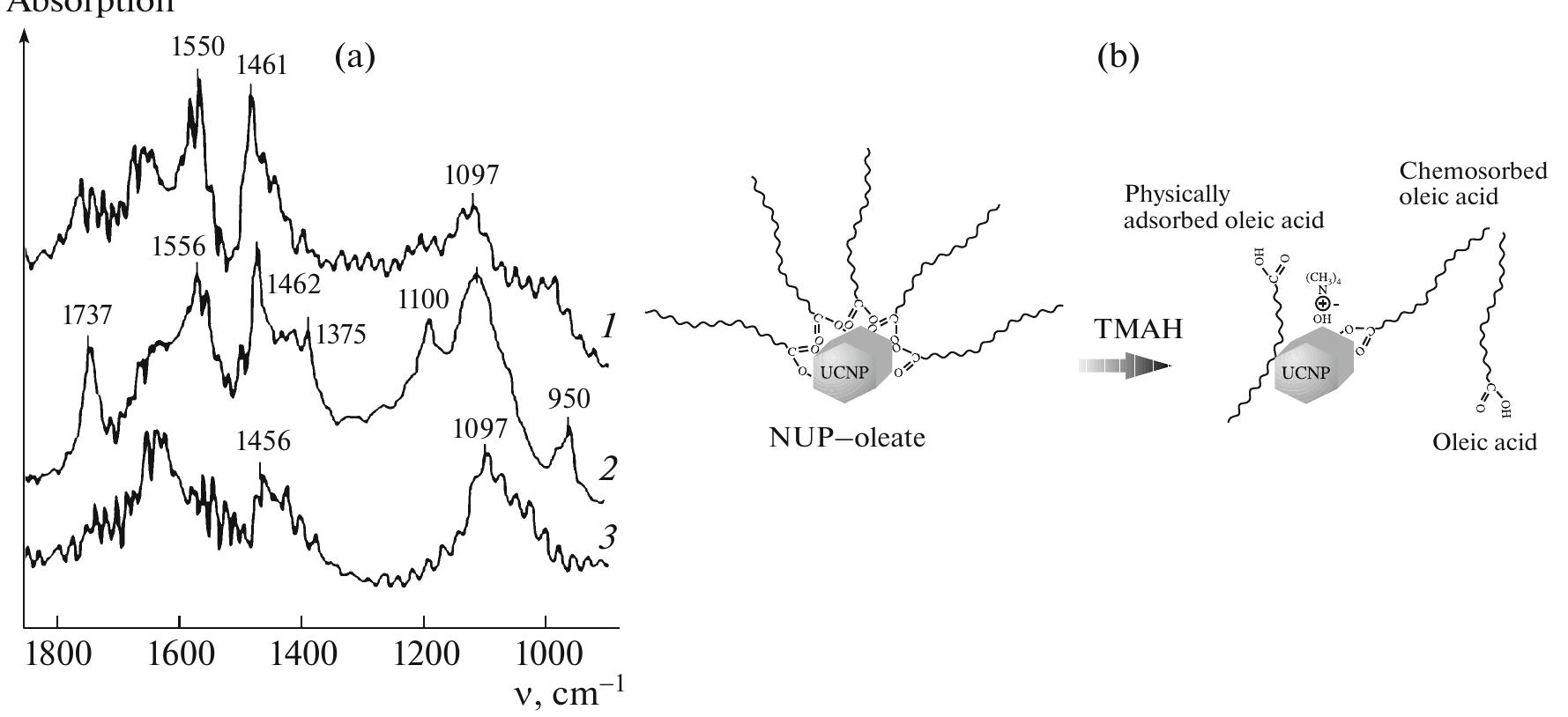 (a) ftir spectra of samples of (7) an ucnp and (2, 3) ucnps