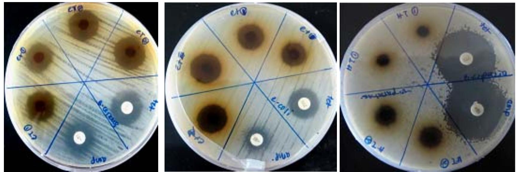 Disc diffusion assay of fig. 3. disc diffusion assay of