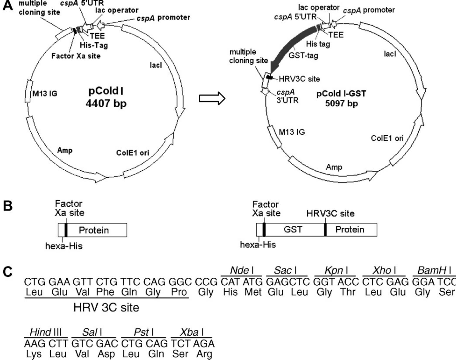 Structure of the pcold-gst vector. (a) schematic maps of