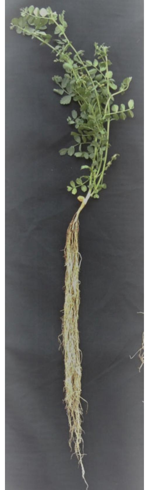 4 robust root system of chickpea with tap root and side