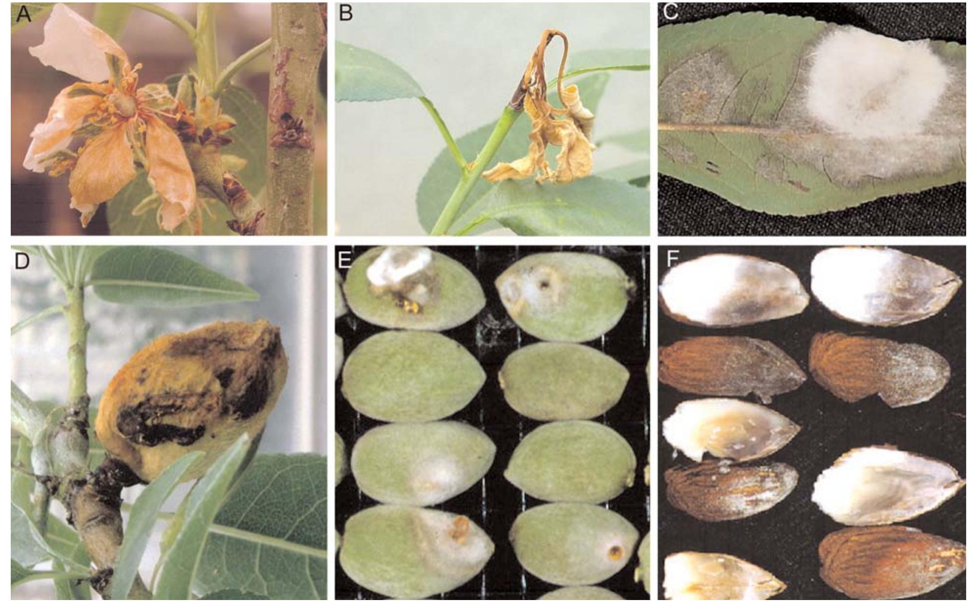 Symptoms of infection of colletotrichum acutatum in almond