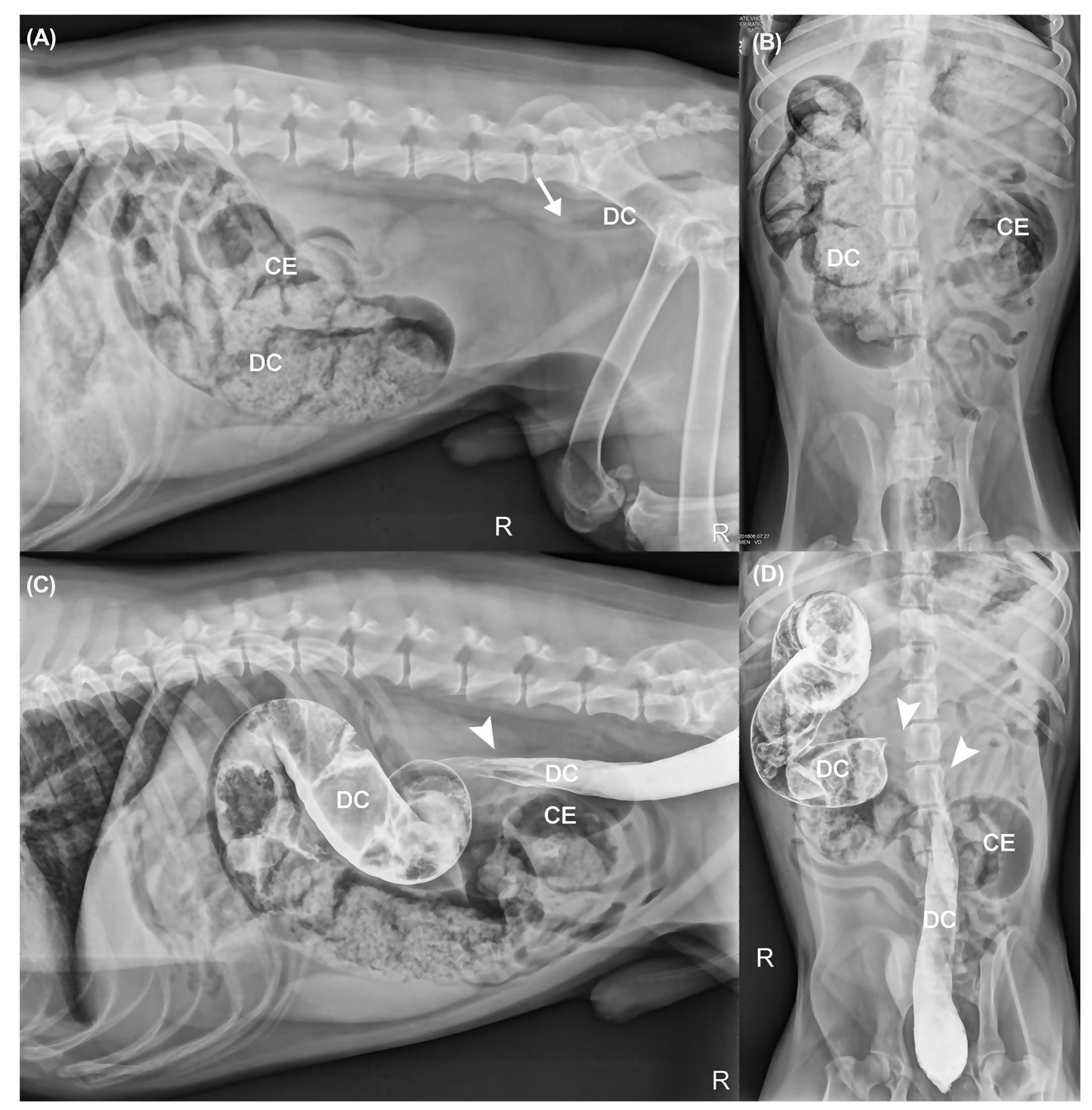 Right lateral and ventrodorsal radiographs of the abdomen of