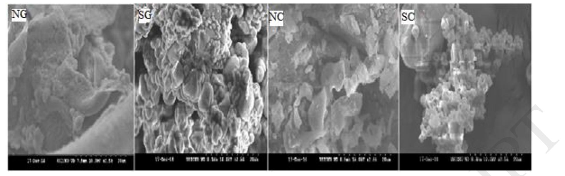 L. scanning electron microscopy of different samples. here,
