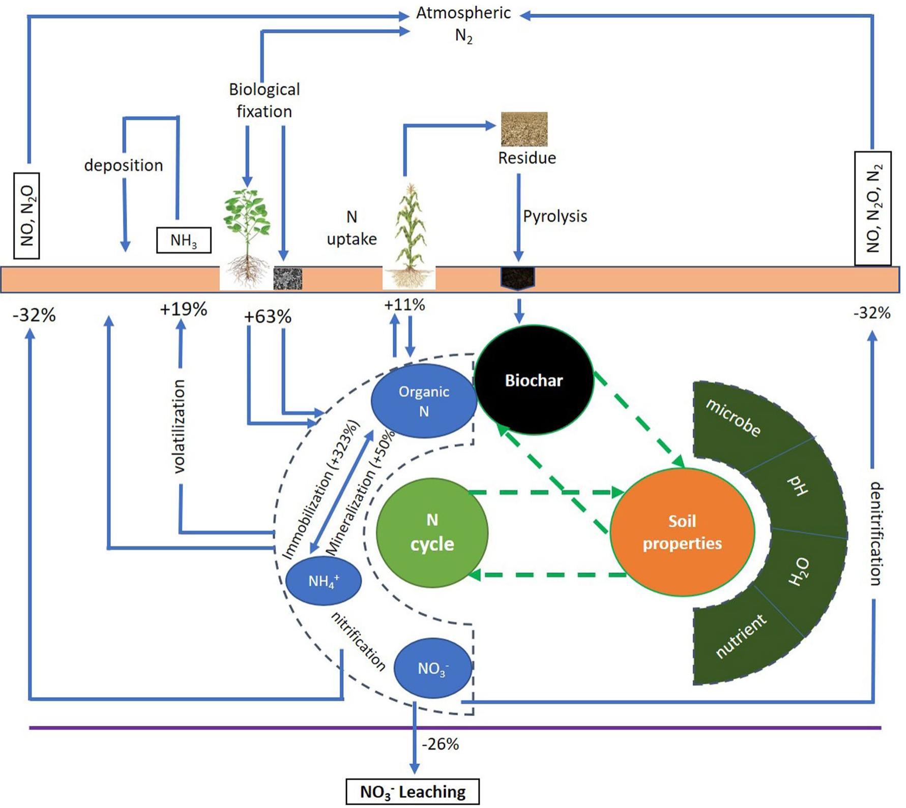 Conceptual framework of the biochar-mediated n cycle.