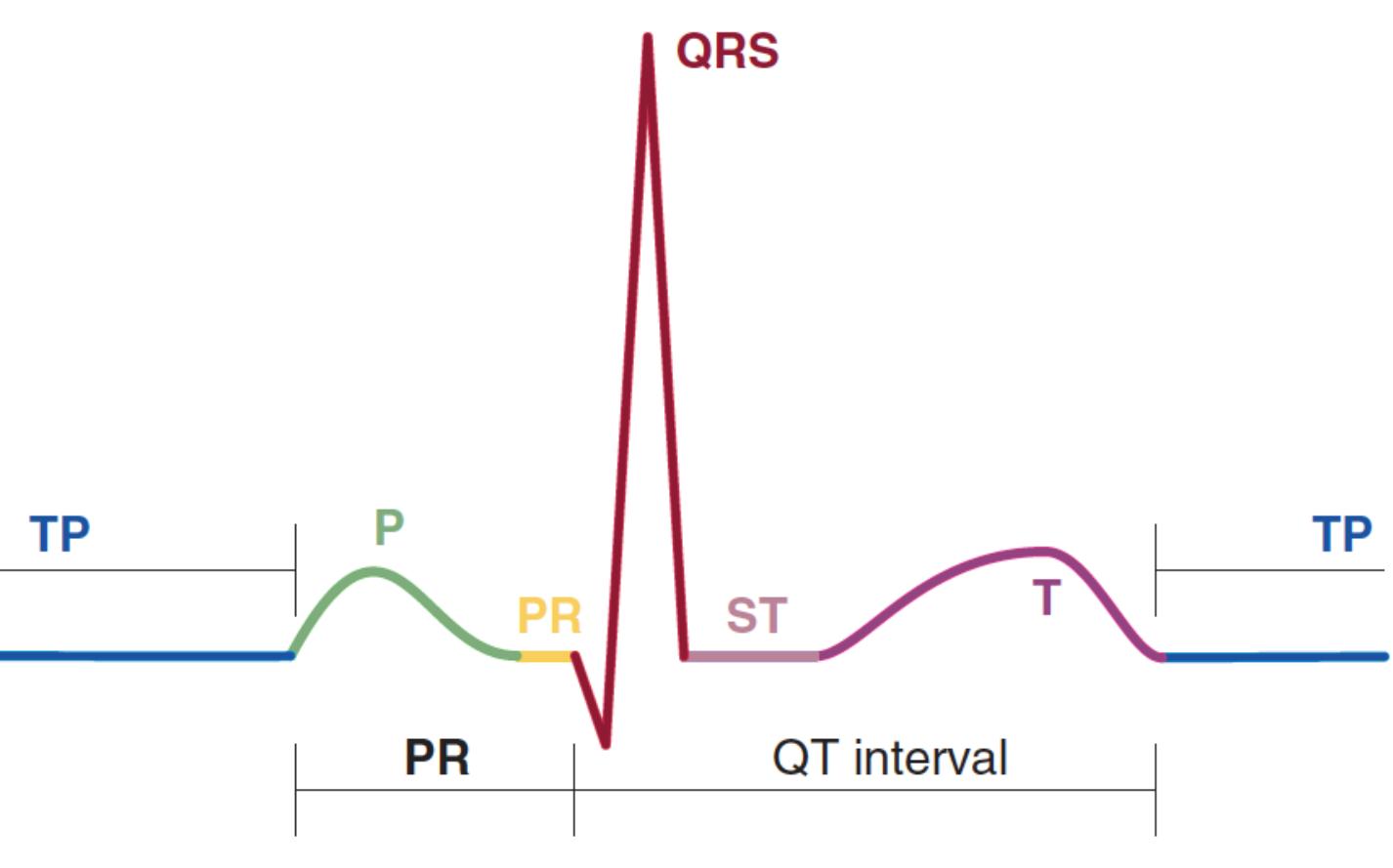 A single cardiac cycle of the ecg pattern[14].