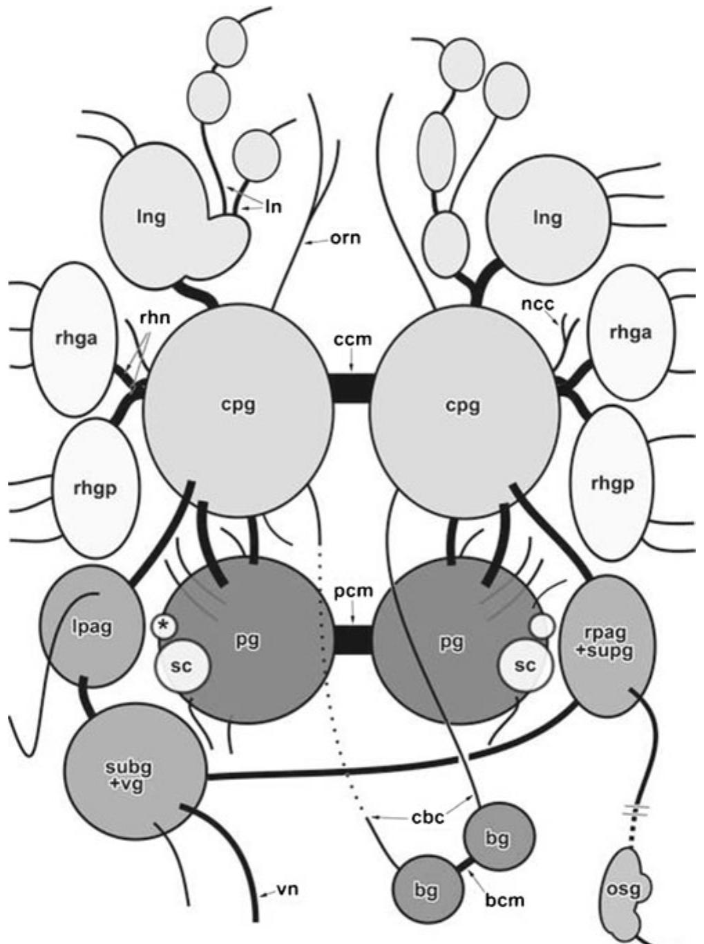 Schematic dorsal view of the central nervous system (cns)