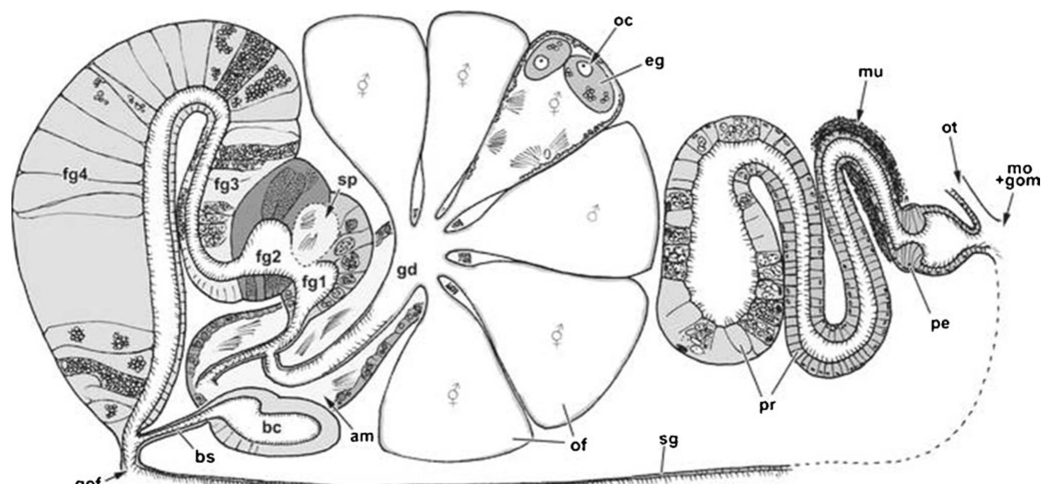 Schematic dorsal view of the reproductive system, anterior