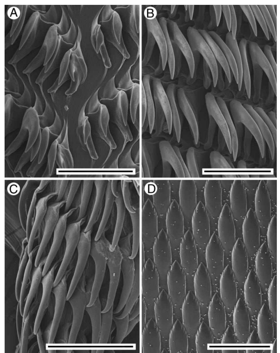 Scanning electron micrographs of the radula and jaws of